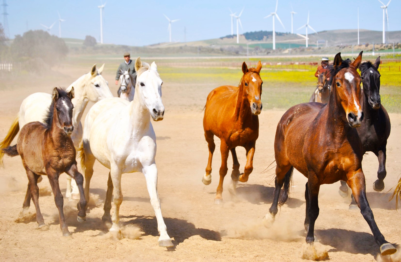 Cádiz | Al paso, al trote y al galope